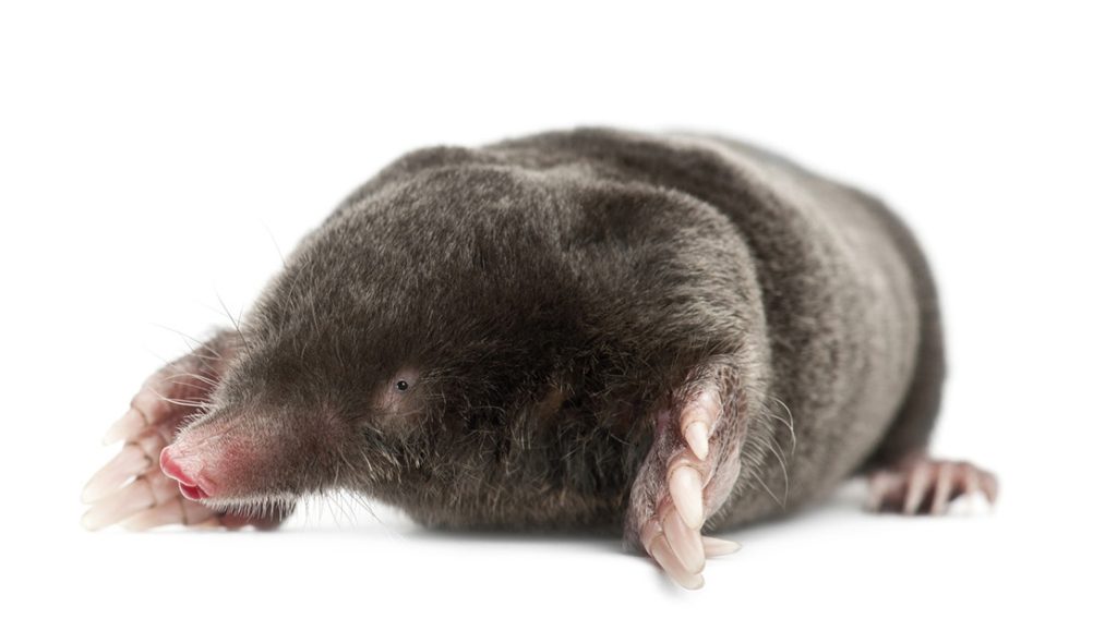 Mole Control in Devon | Mole Control in Plymouth | Devon Mole Control